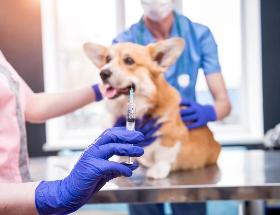 Pet Vaccinations In Phoenix, AZ 85022 | North Phoenix Animal Clinic