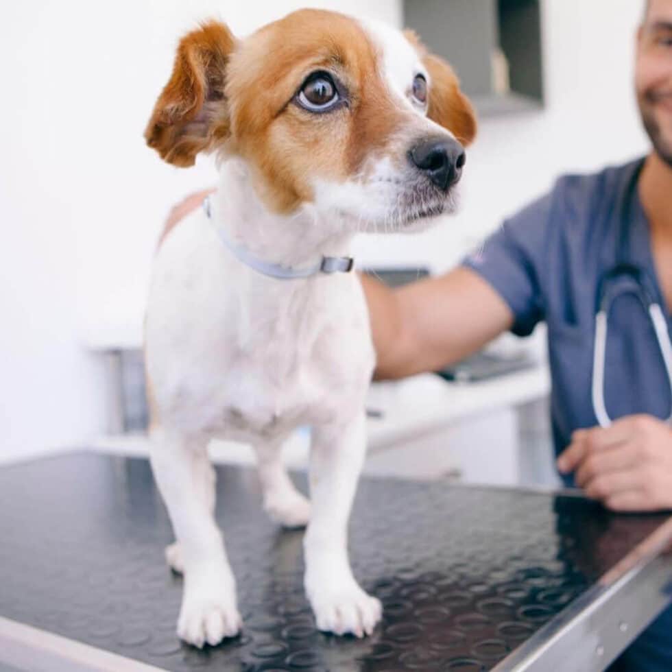 Best Veterinary Hospital In Phoenix, AZ | North Phoenix Animal Clinic